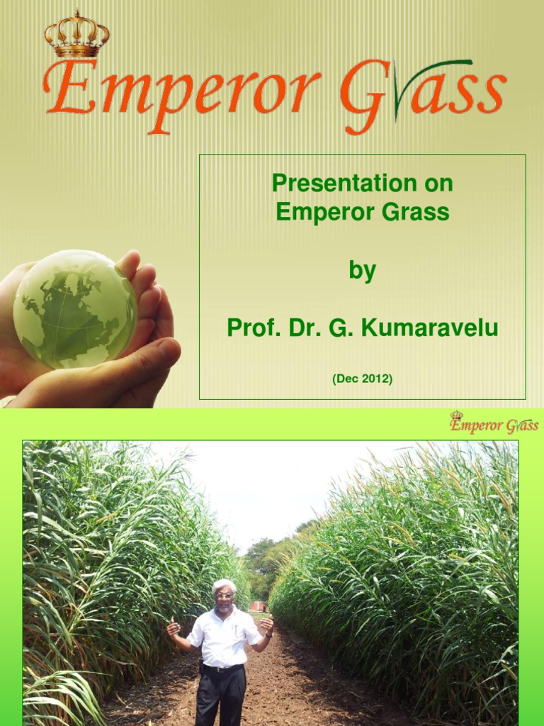 Emperor Grass Presentation | PDF | Sugarcane | Sustainable Technologies