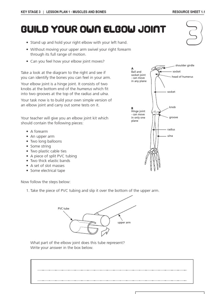 Student Resource Sheet 1.1 Build Your Own Elbow Joint | PDF | Arm | Elbow