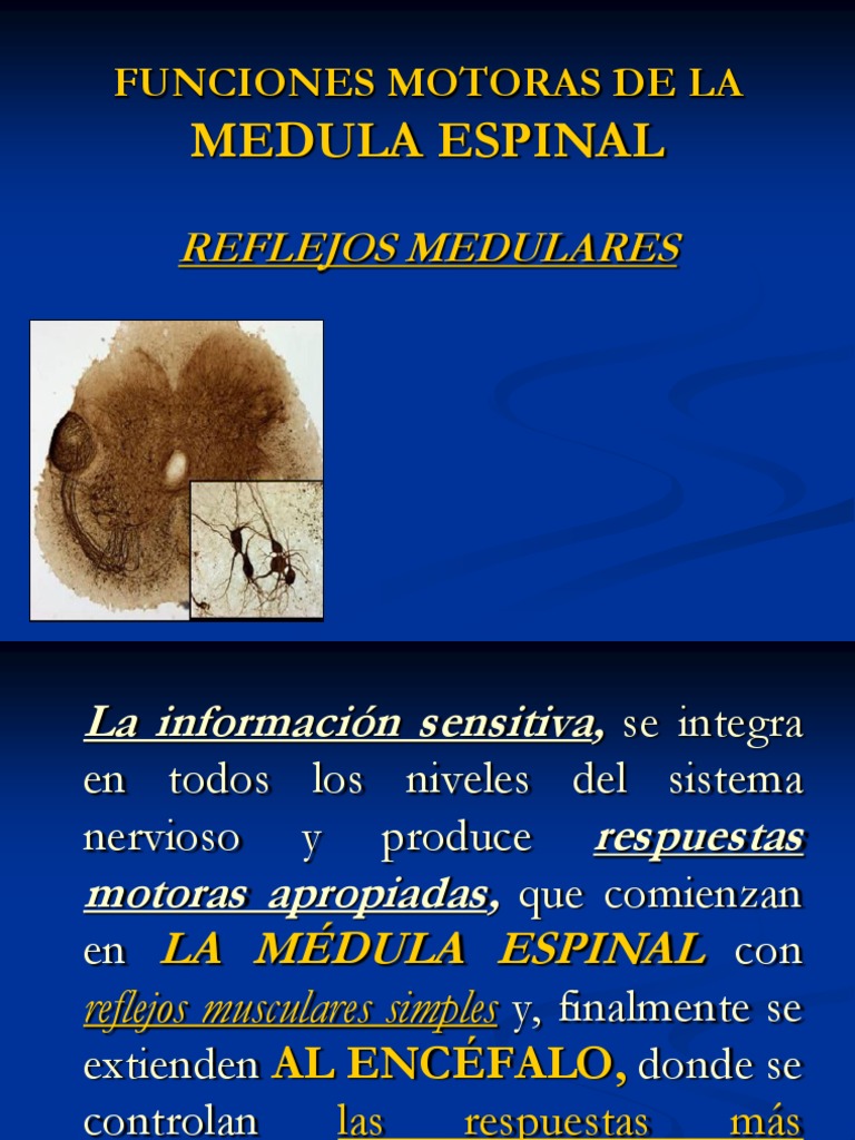 Funciones Motoras de La Médula Espinal | PDF | Neurona | Médula espinal