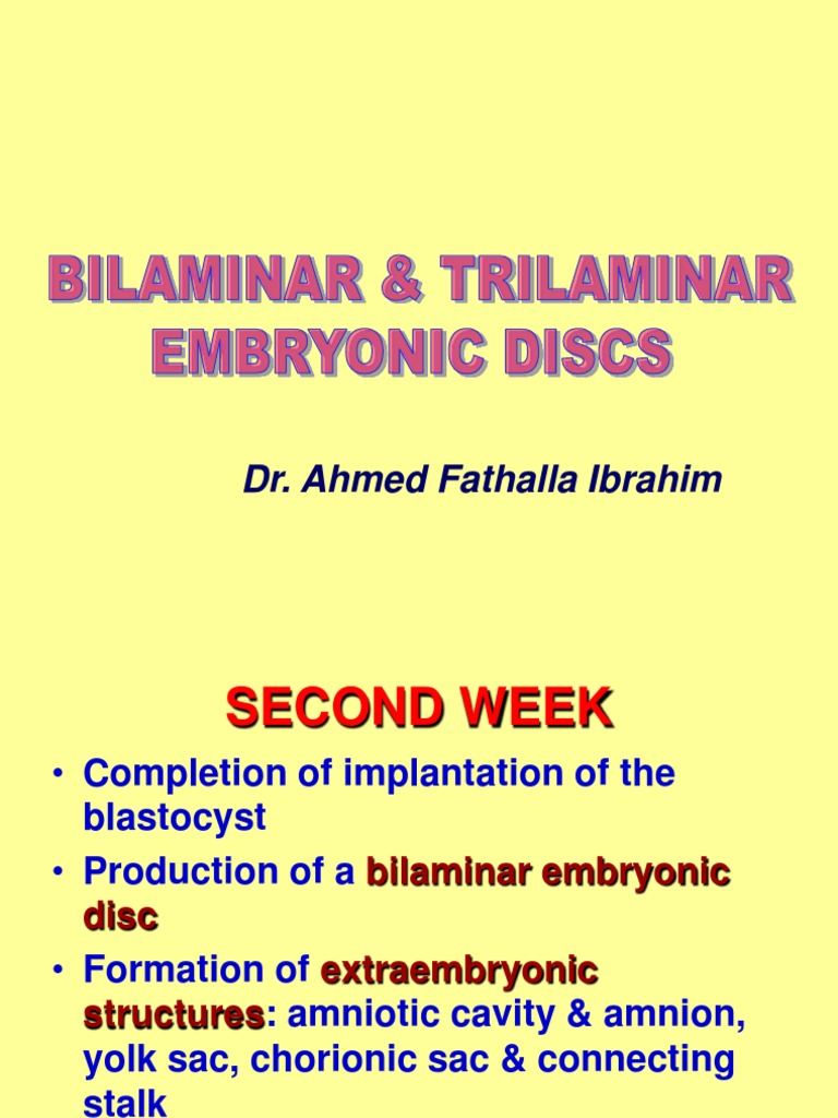 Bilaminar and Trilaminar Disc Formation | PDF | Anatomy | Developmental ...