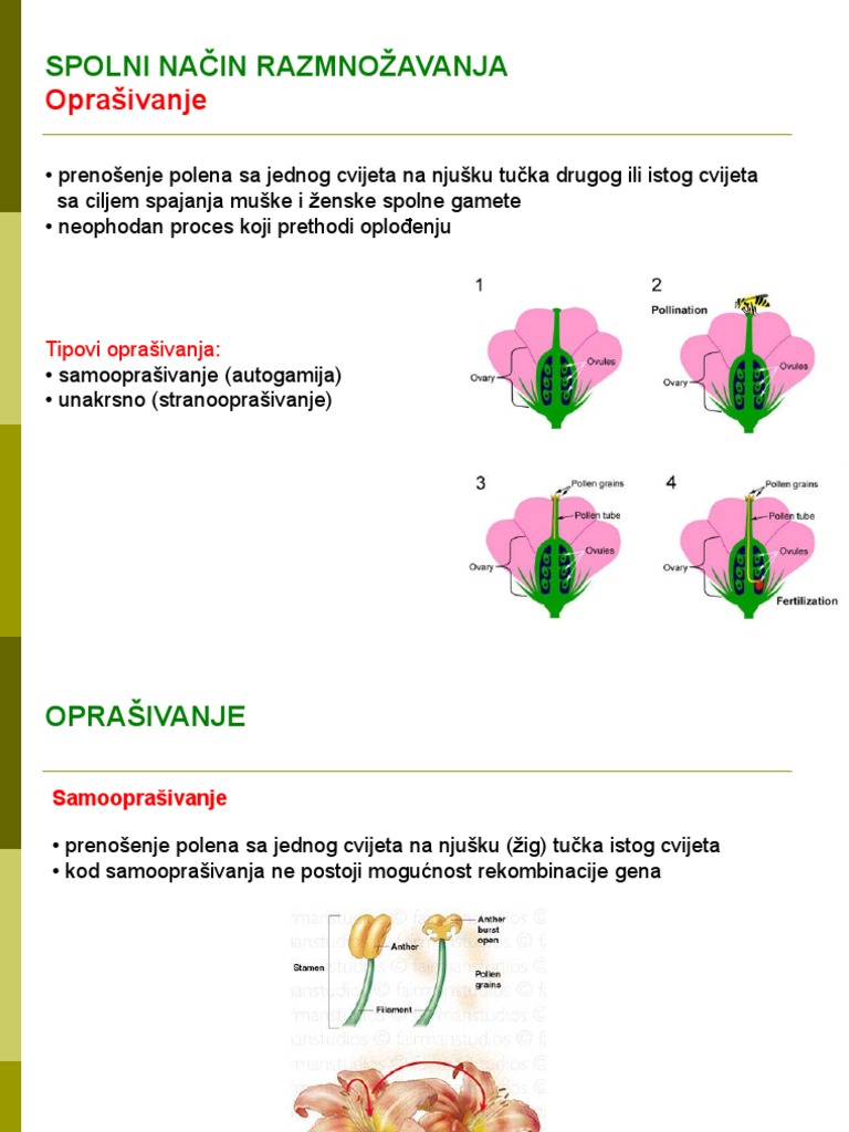 oprašivanje i oplodnja