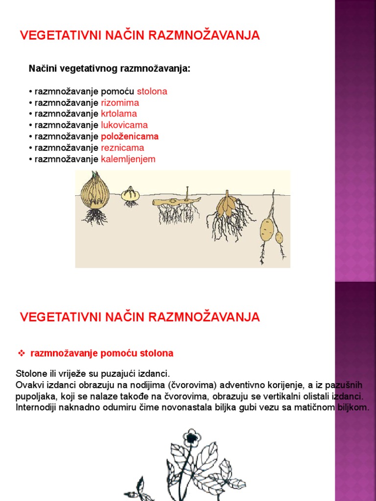 vegetativno razmnožavanje