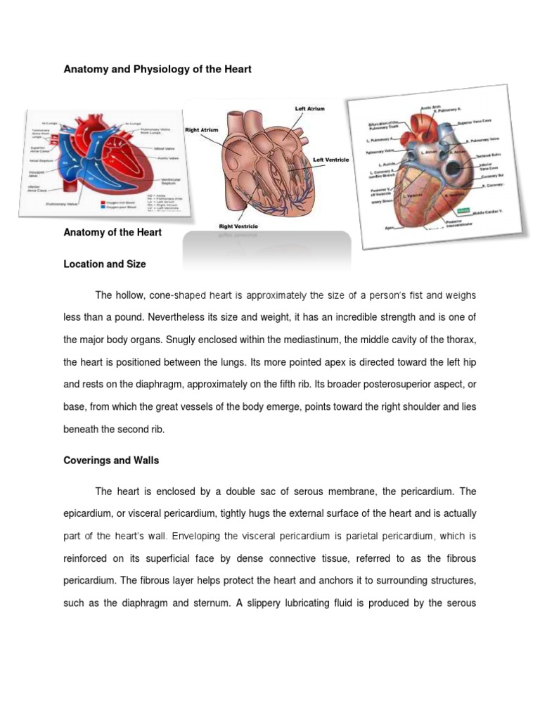 Anatomy and Physiology of the Heart Explained | PDF | Heart Valve | Heart