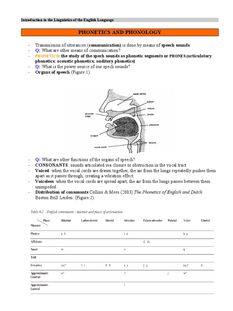 Phonetics and Phonology | PDF | Phoneme | Syllable