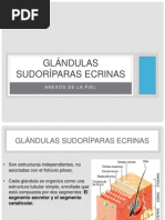Glándulas Sudoríparas Ecrinas y Apocrinas | PDF | Termorregulación ...