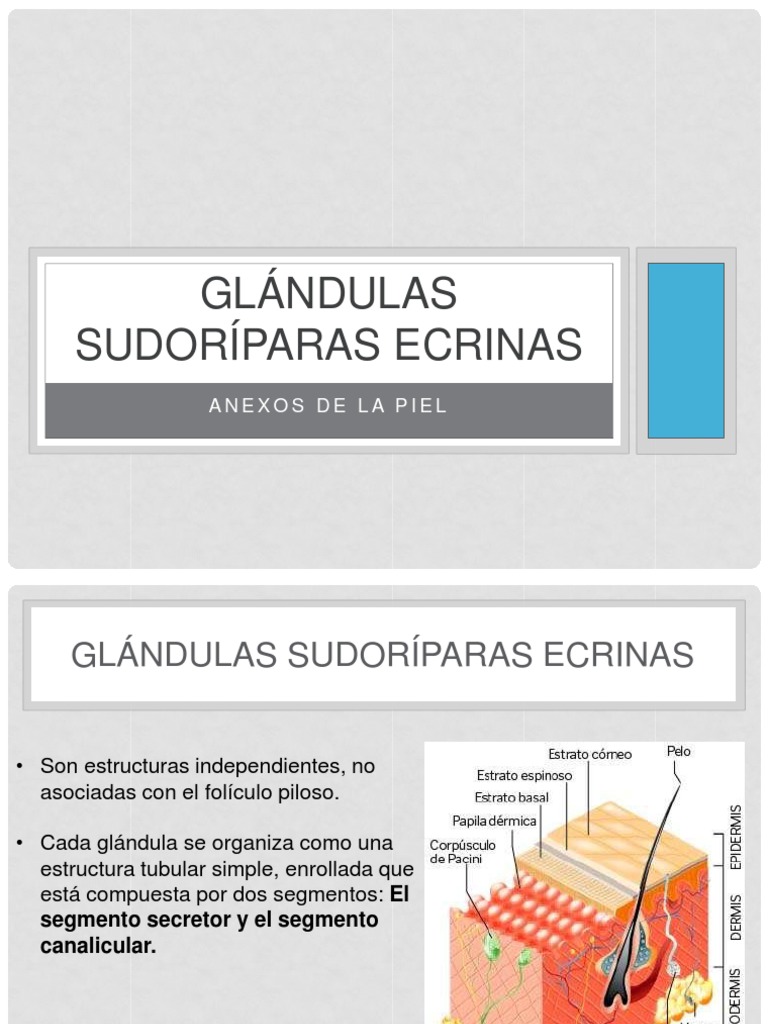 Glándulas sudoríparas ecrinas | Citoplasma | Biología Celular)