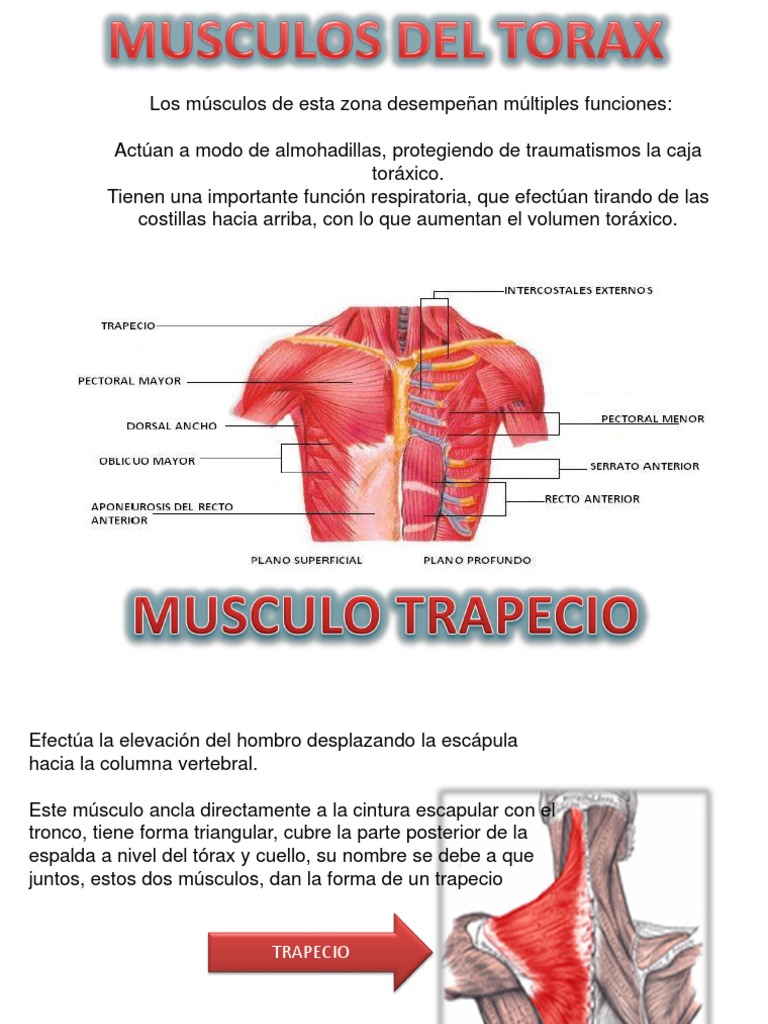 musculos del torax