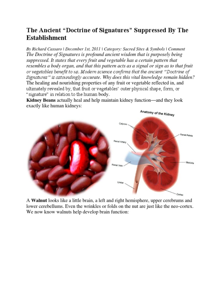 Doctrine of Signatures | PDF | Bone | Foods