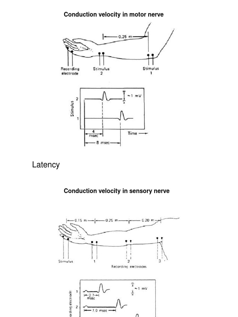 Motor and Sensory Nerve Velocity | PDF