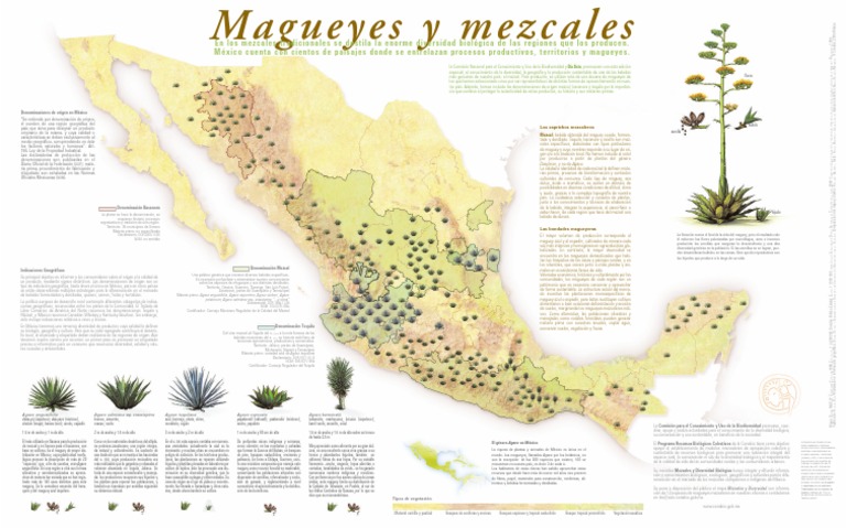 MAGUEY | PDF | México | Conservación