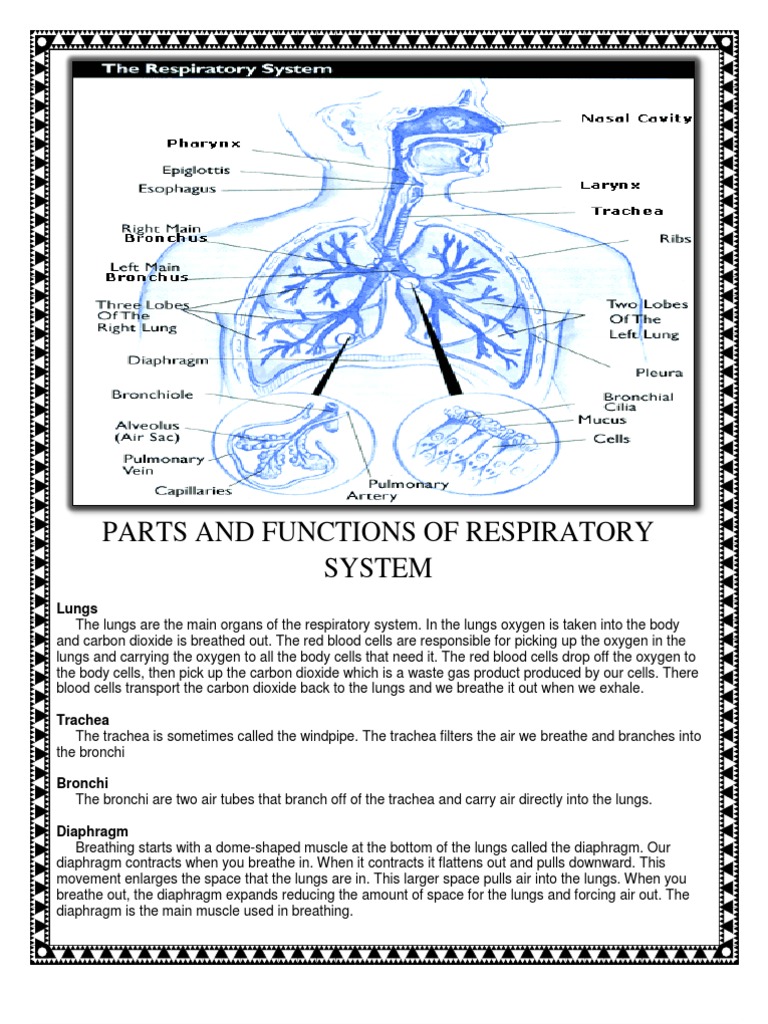 Parts and Functions of Respiratory System. | PDF | Respiratory Tract | Lung