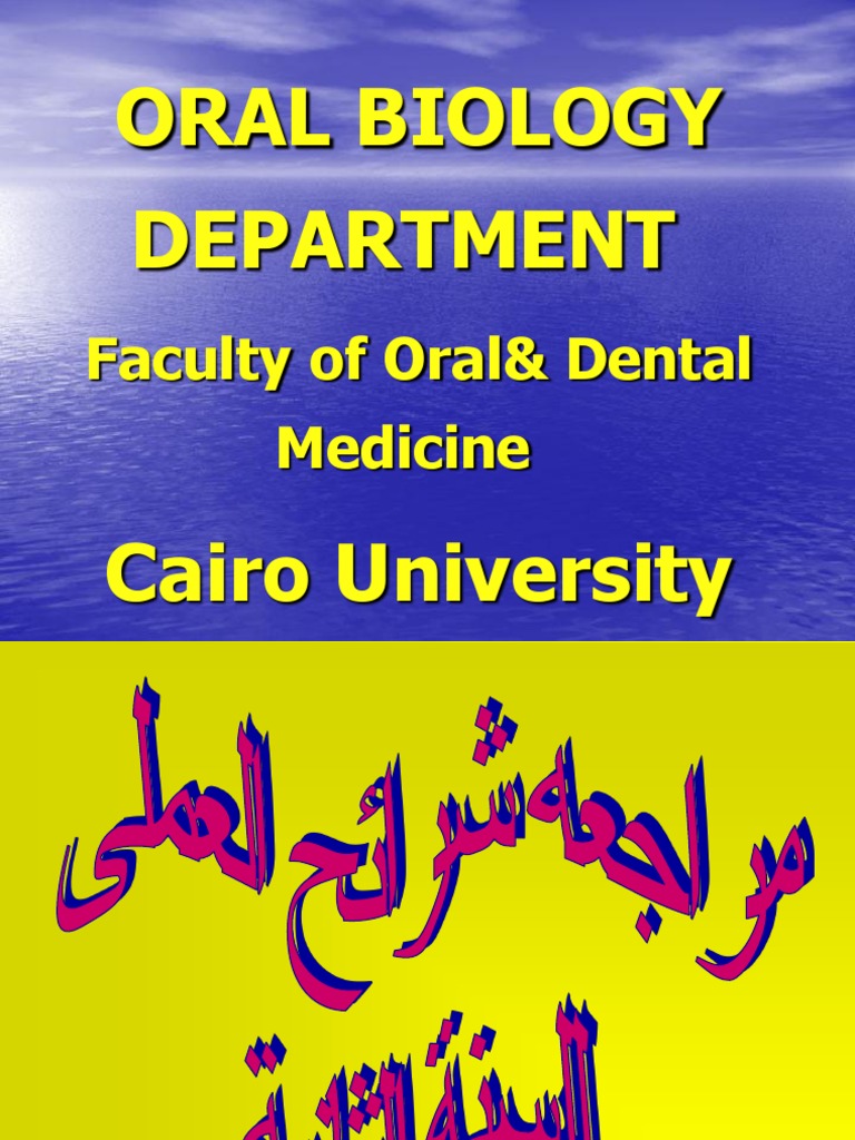 Oral Biology: Tooth Development Stages | PDF | Dentin | Tooth Enamel