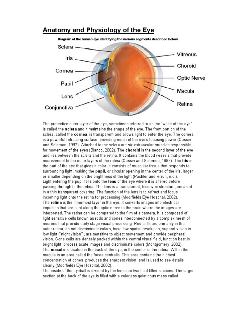 Anatomy and Physiology of The Eye | PDF | Human Eye | Eye