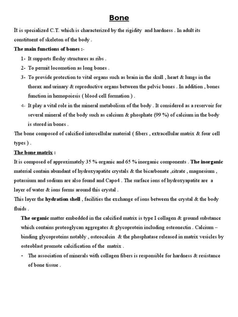 The Main Functions Of Bones PDF Osteoblast Bone