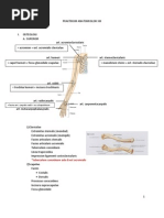 Prime Mover Muscles Guide | PDF | Soft Tissue | Joints