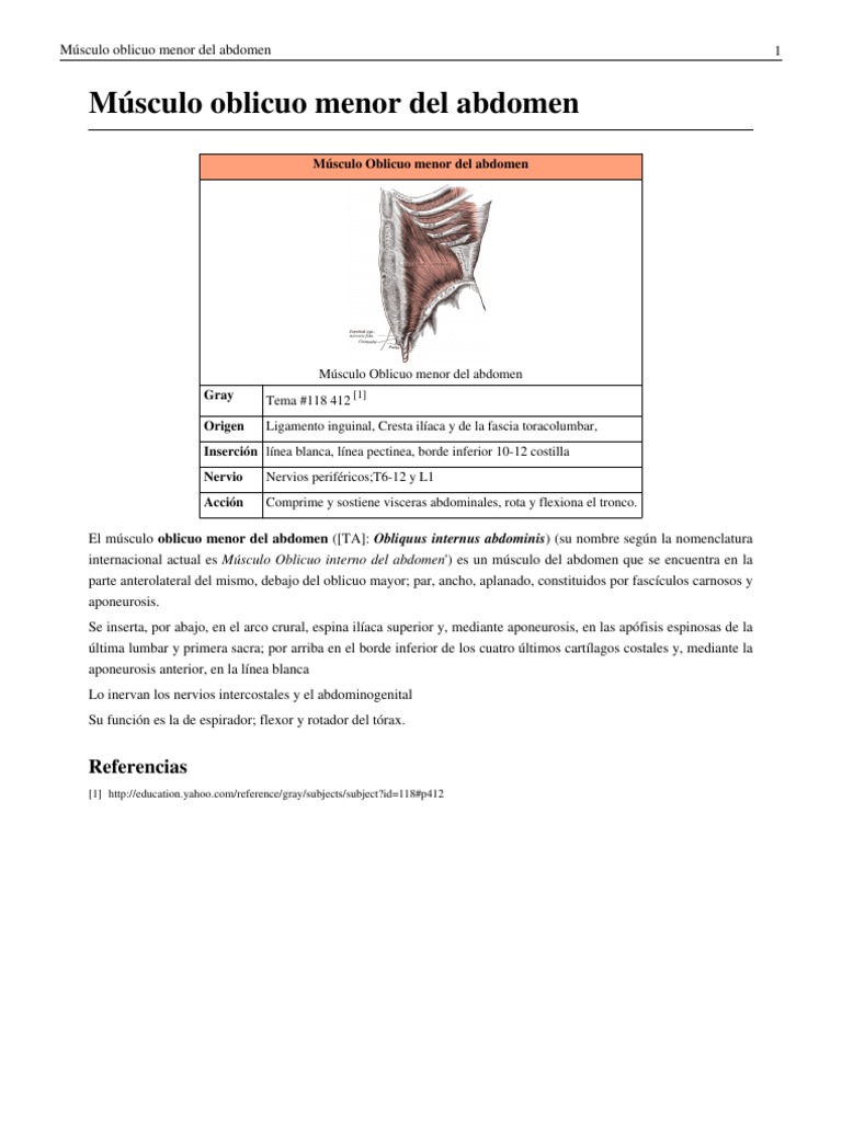 Músculo Oblicuo Menor del Abdomen | PDF