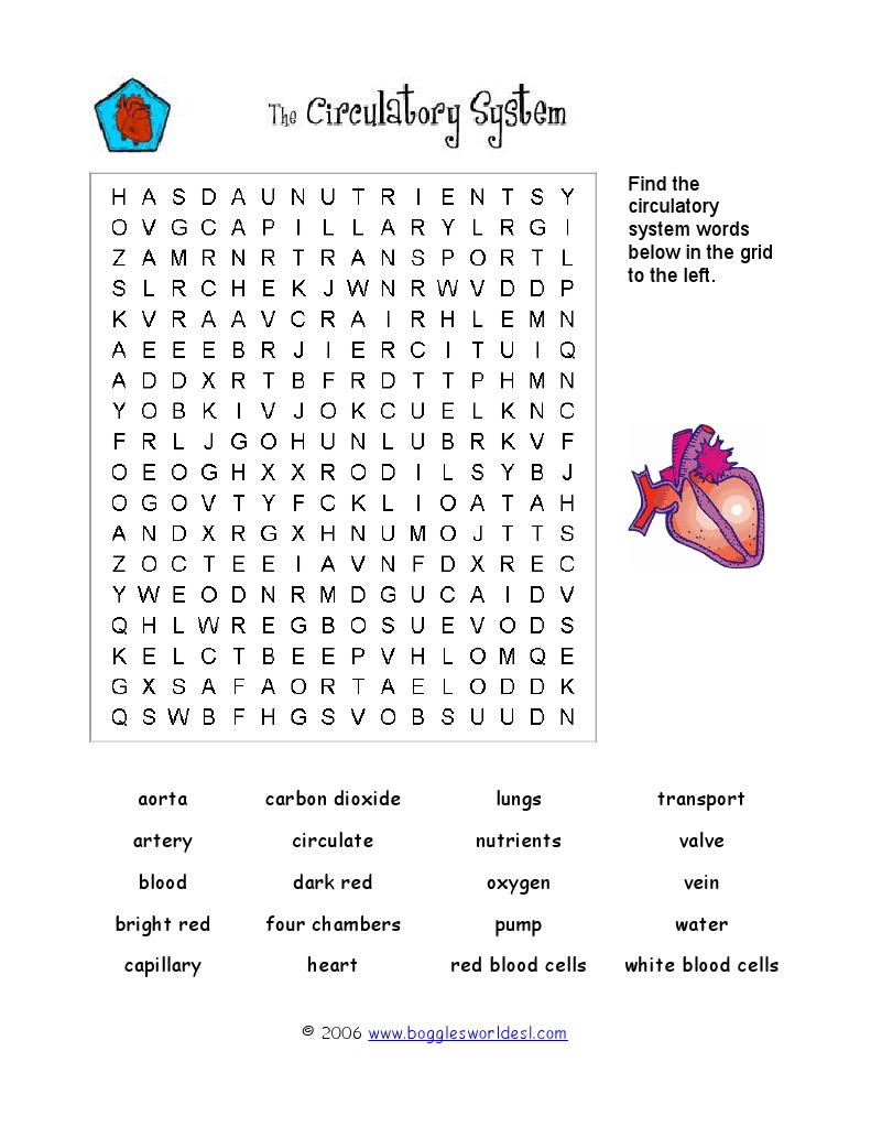 Find The Circulatory System Words Below in The Grid To The Left | PDF