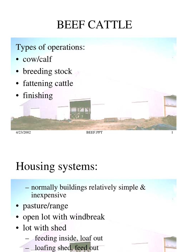 Beef | PDF | Cattle | Livestock