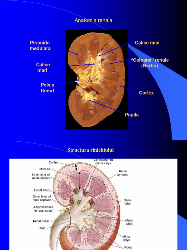 Aparatul Urinar | PDF
