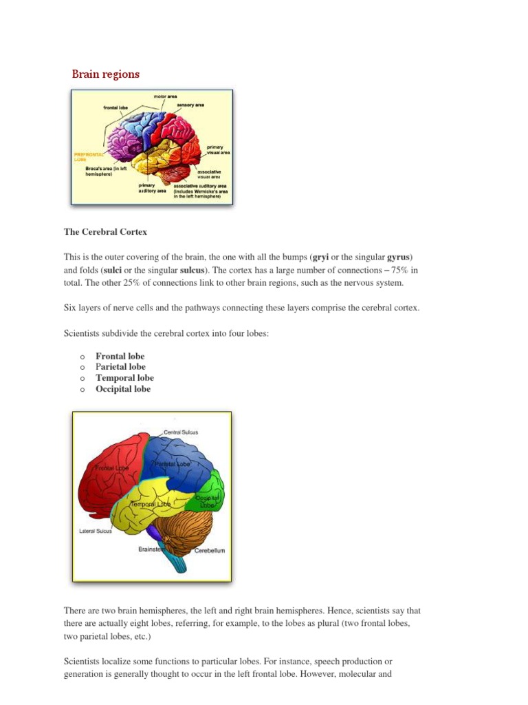 Brain Regions: The Cerebral Cortex | PDF | Parietal Lobe | Cerebral Cortex