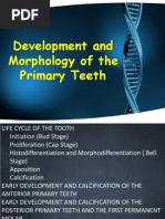 Teeth Eruption and Calcification Chart | PDF | Tooth | Human Head And Neck