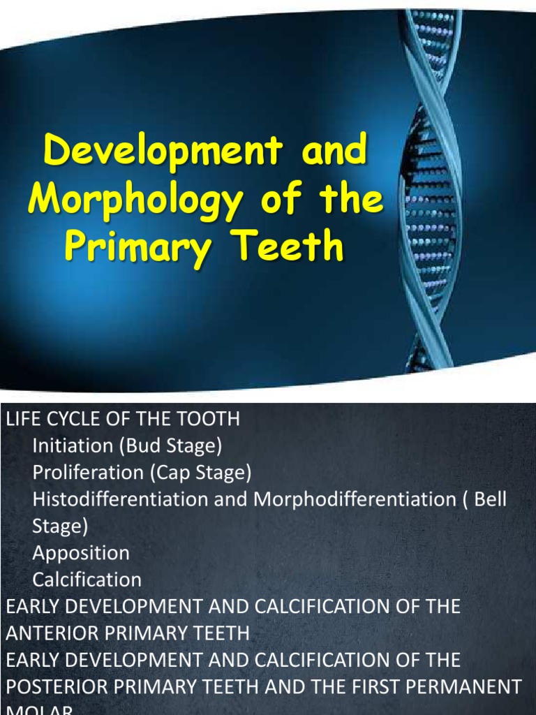Development and Morphology of The Primary Teeth | PDF | Human Tooth ...
