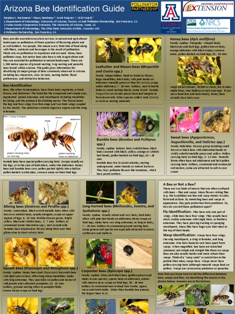A To Z Bee Guide | PDF | Bumblebee | Bees