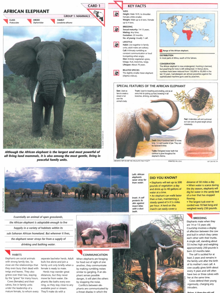 Wildlife Fact File - Mammals - Pgs. 1-10 | PDF | Elephant | Calf