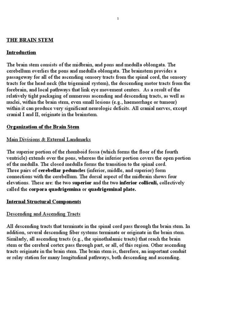 Brain Stem | PDF | Brainstem | Neuroanatomy