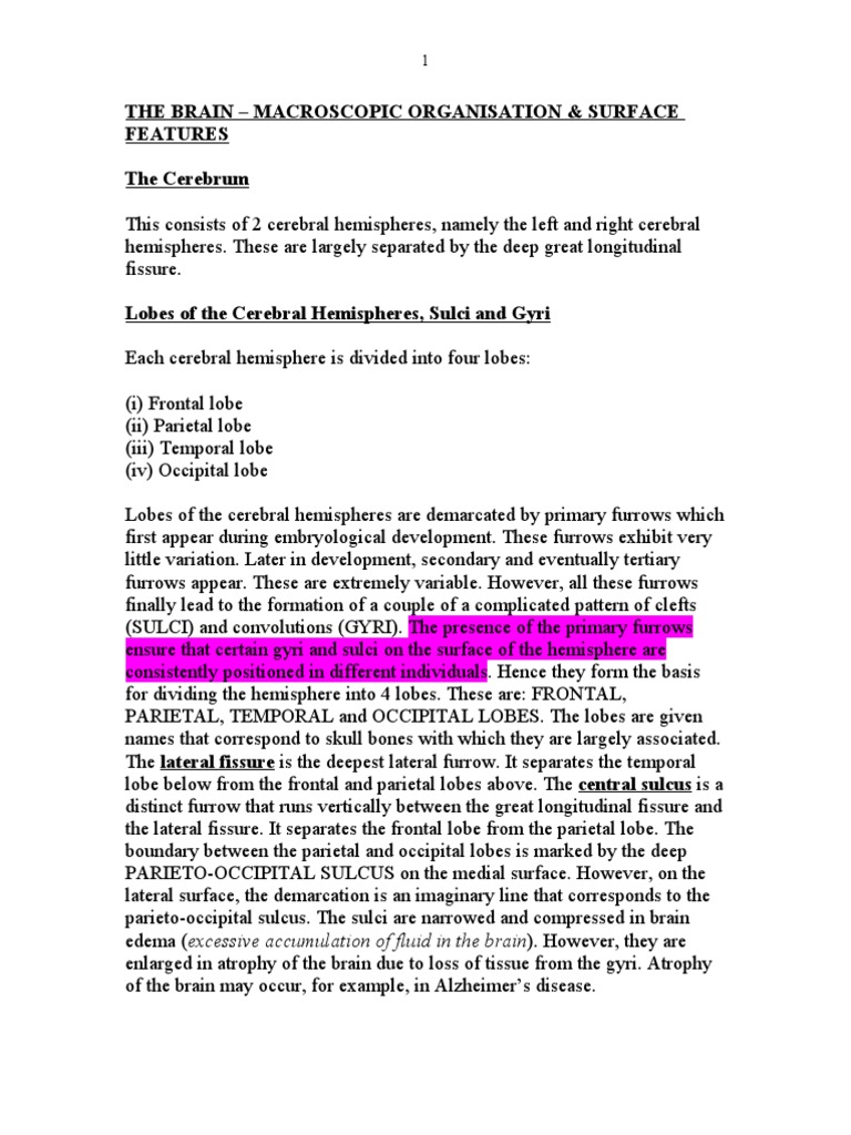 The Brain - Macroscopic Organisation & Surface Features The Cerebrum ...