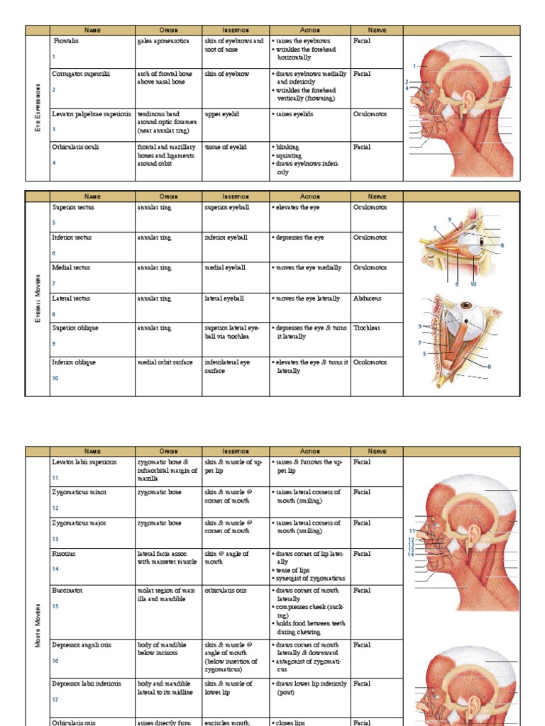 Muscles Chart | PDF | Foot | Knee