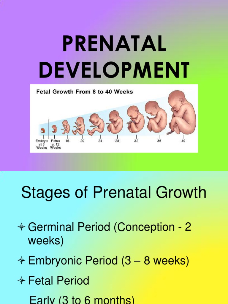 Prenatal Development | PDF | Prenatal Development | Fetus