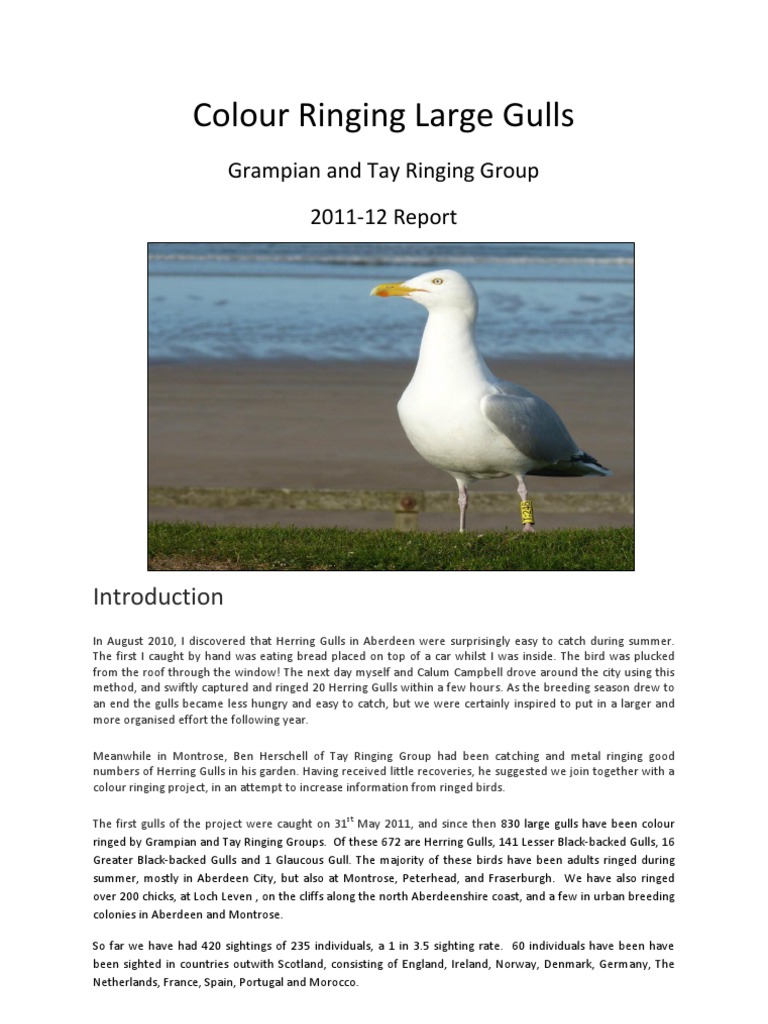 NE Scotland Gull Report 2011-12 | PDF | Gull | Seabird