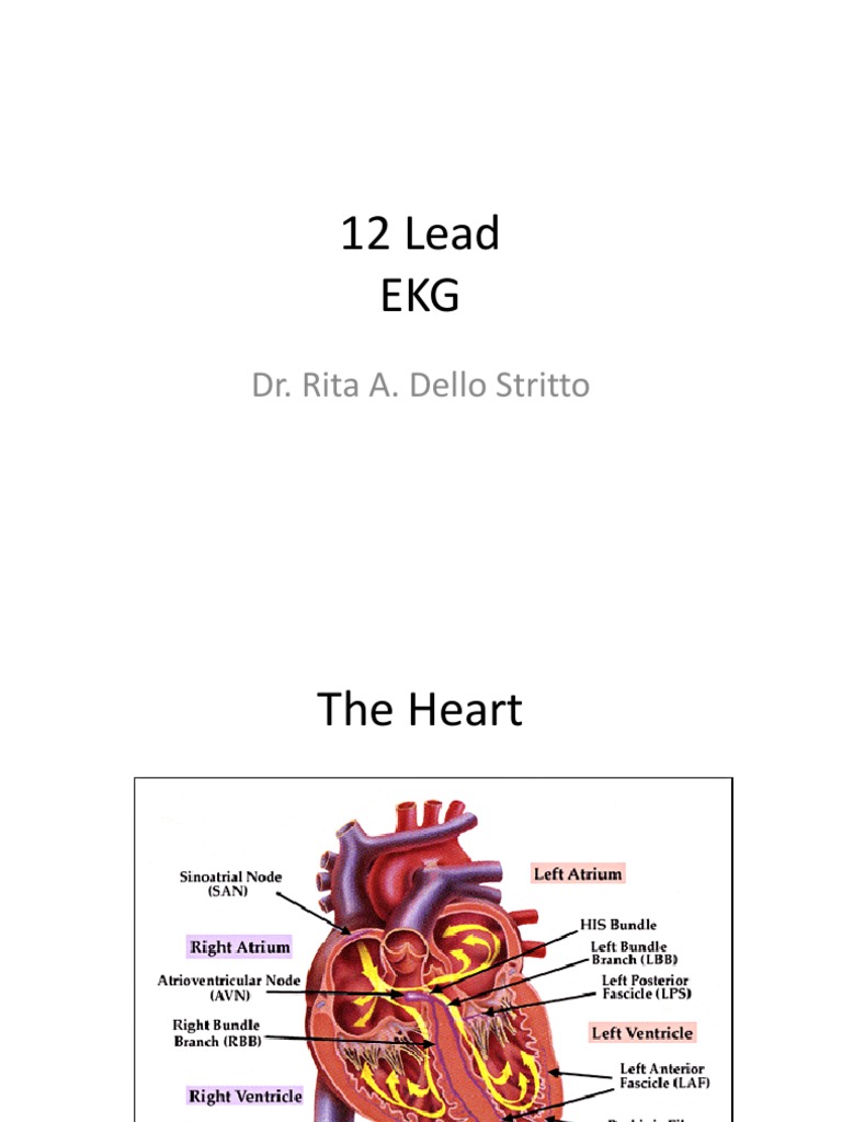 Understanding 12 Lead EKG Basics | PDF