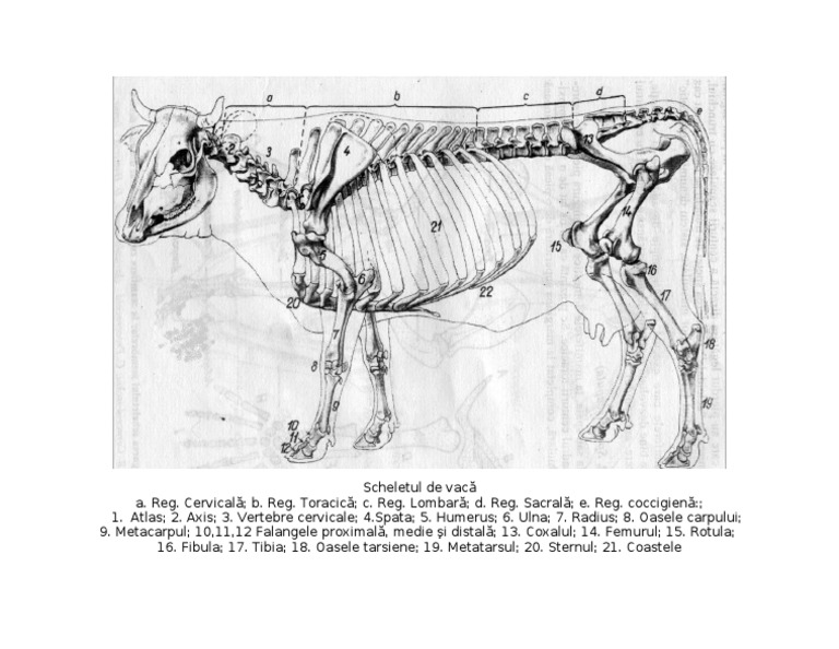 Schelet Bovine | PDF
