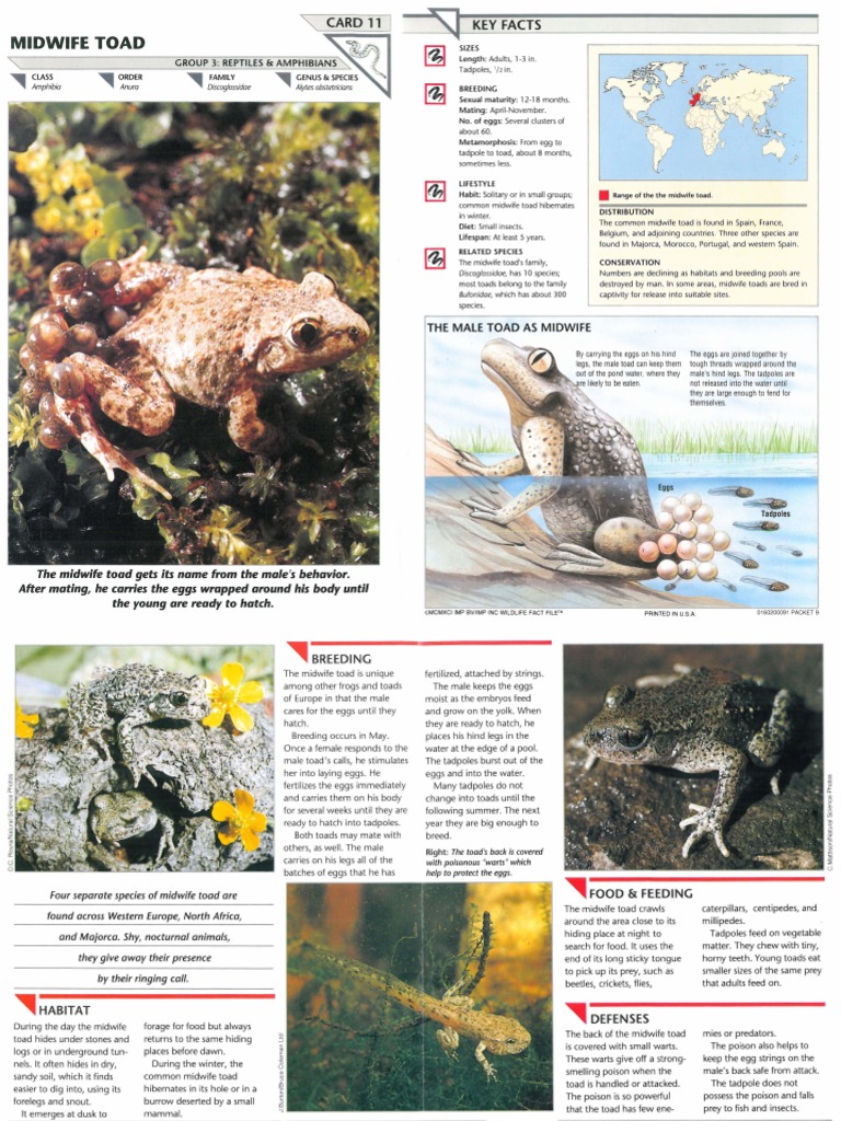 Wildlife Fact File - Reptiles - Pgs. 11-20 | PDF | Frog | Amphibian