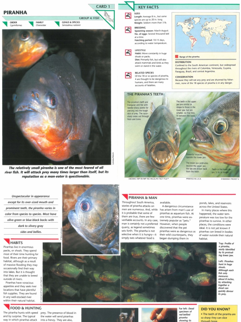 Wildlife Fact File - Fish - Pgs. 1-10 | PDF | Rainbow Trout | Sharks