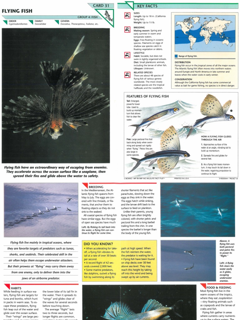 Wildlife Fact File - Fish - Pgs. 31-40 | PDF | Sharks | Coral Reef