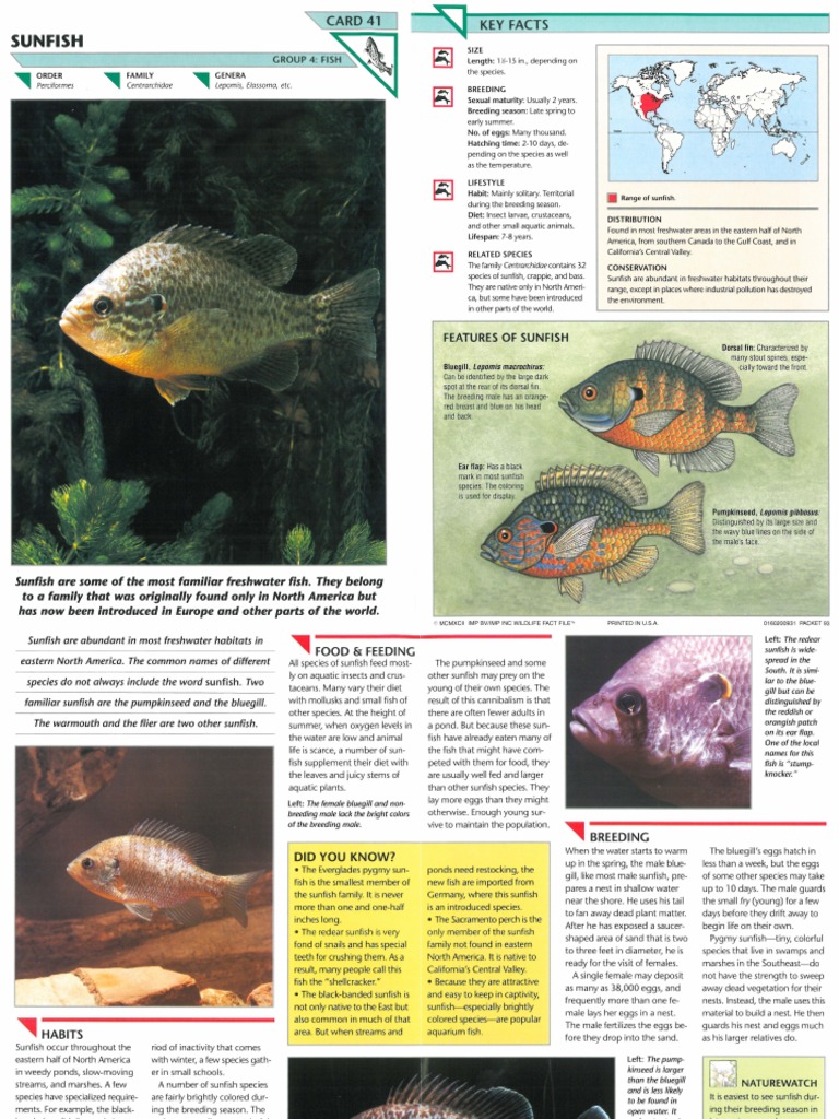 Wildlife Fact File - Fish - Pgs. 41-47 | Sharks | Fish