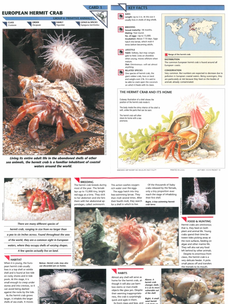 Wildlife Fact File - Primitive Animals - Pgs. 1-10 | PDF | Crab | Octopus