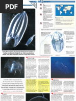 Wildlife Fact File - Mammals - Pgs. 1-10 | PDF | Elephant | Calf