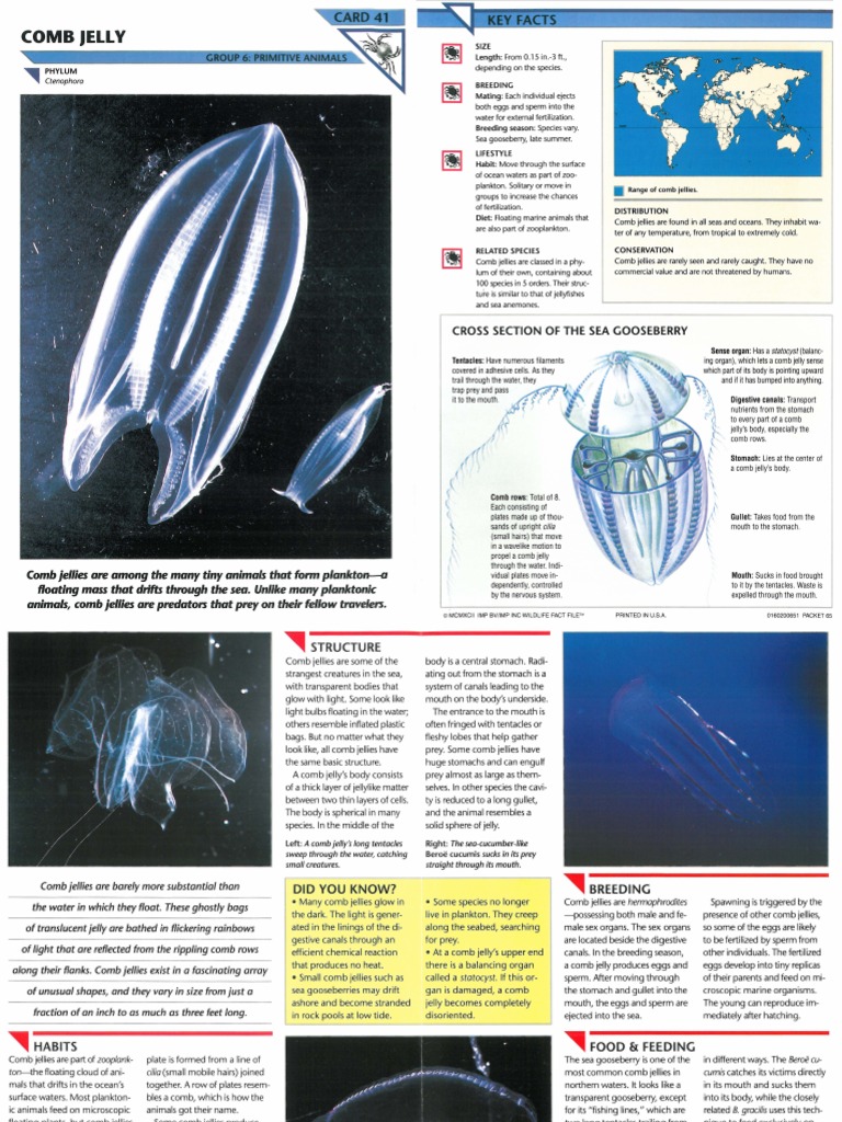 Wildlife Fact File - Primitive Animals - Pgs. 41-50 | PDF | Bivalvia ...