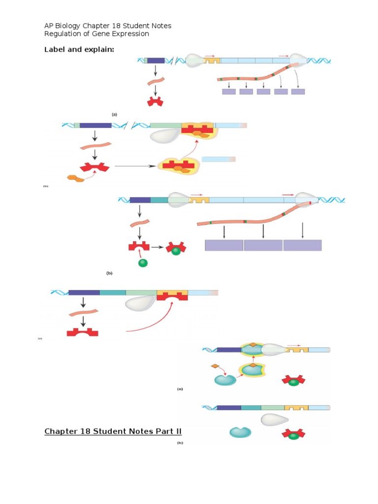 Label and Explain:: AP Biology Chapter 18 Student Notes Regulation of ...