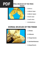 Cat Muscular System Overview | PDF | Foot | Vertebral Column