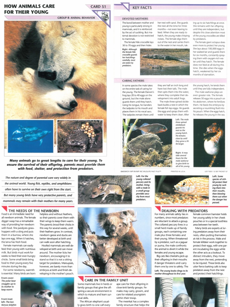 Wildlife Fact File - Animal Behavior - Pgs. 51-60 | PDF | Bald Eagle | Pupa
