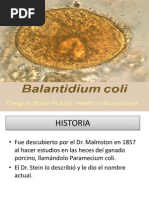 Retortamonas intestinalis: Protozoo Intestinal | PDF | Biología | Medicina