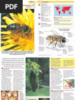 Beekeeping Training Manual | PDF | Honey Bee | Beehive