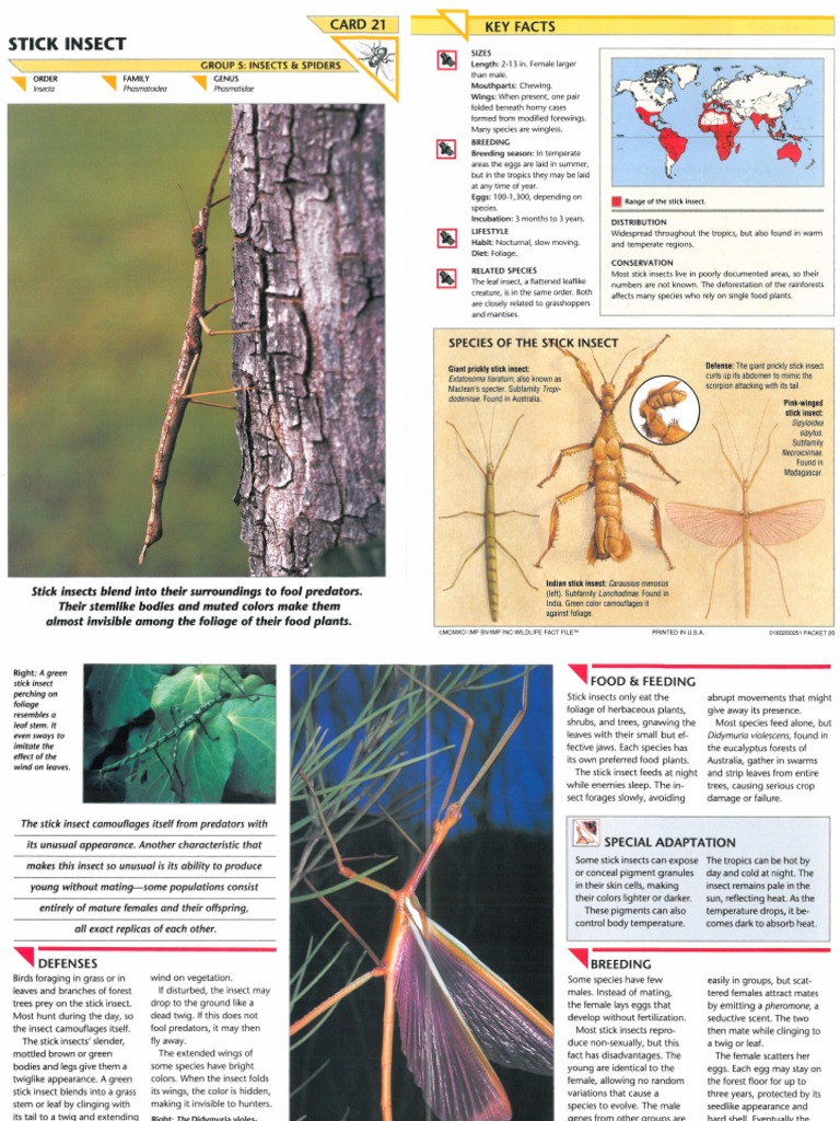 Wildlife Fact File - Insects & Spiders - Pgs. 21-30 | PDF | Spider | Beetle