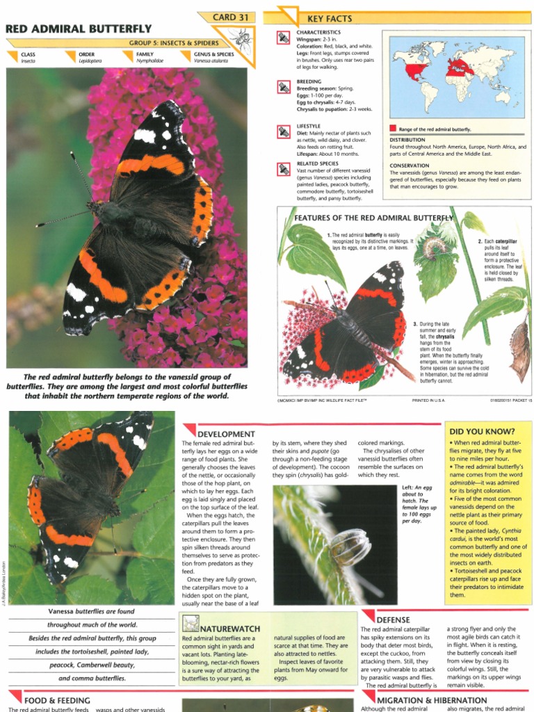 Wildlife Fact File - Insects & Spiders - Pgs. 31-40 | PDF | Butterfly ...
