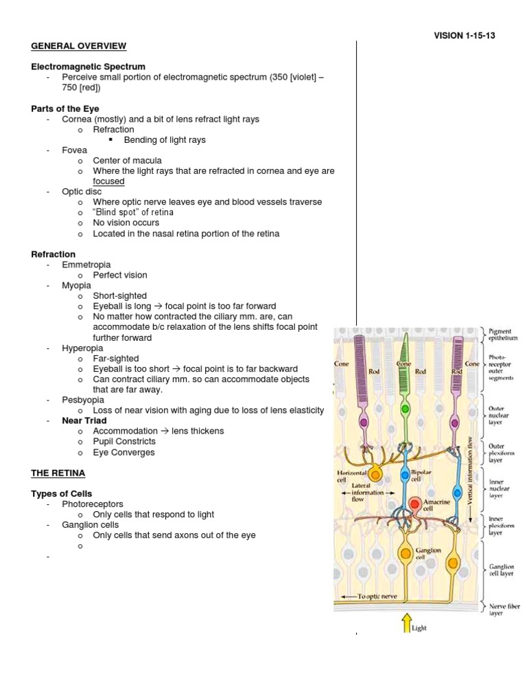 Vision and Eye Anatomy Basics | PDF